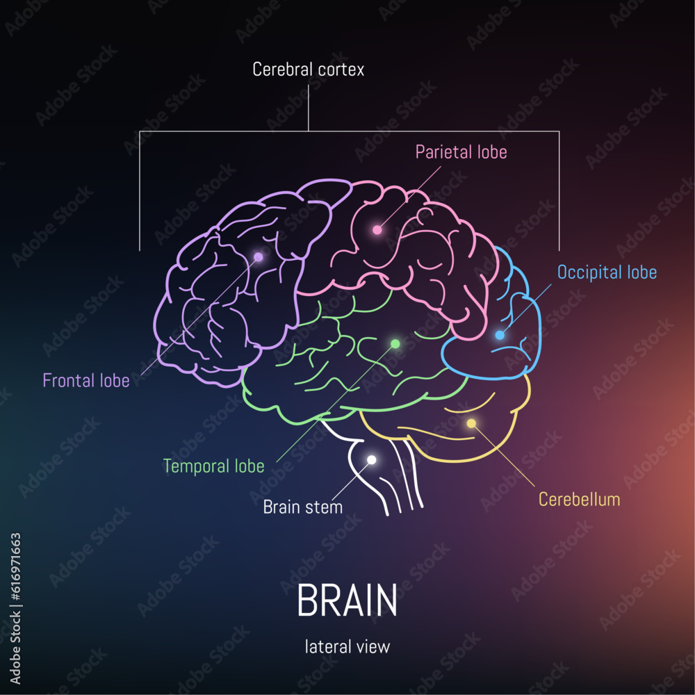 Minimal neuroscience infographic on gradient. Human brain lobes and ...