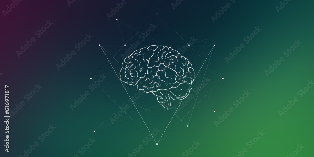 Minimal neuroscience infographic on gradient. Human brain lobes and ...
