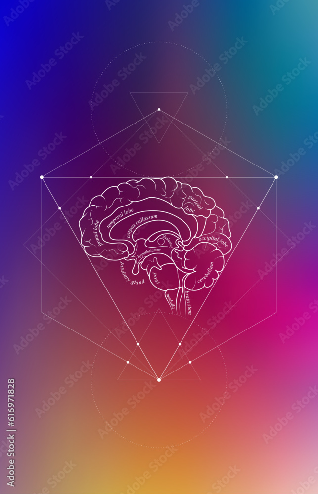 Minimal neuroscience infographic on gradient. Human brain lobes and ...