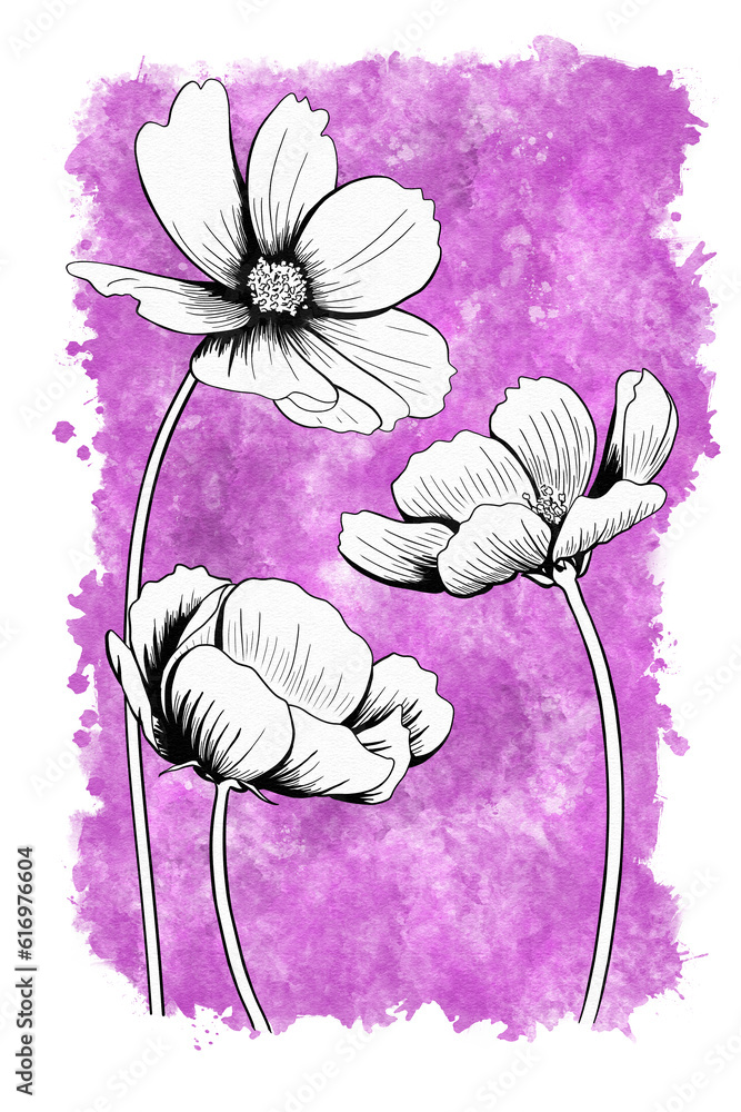 line ink drawing of cosmos flower with watercolor background Stock ...