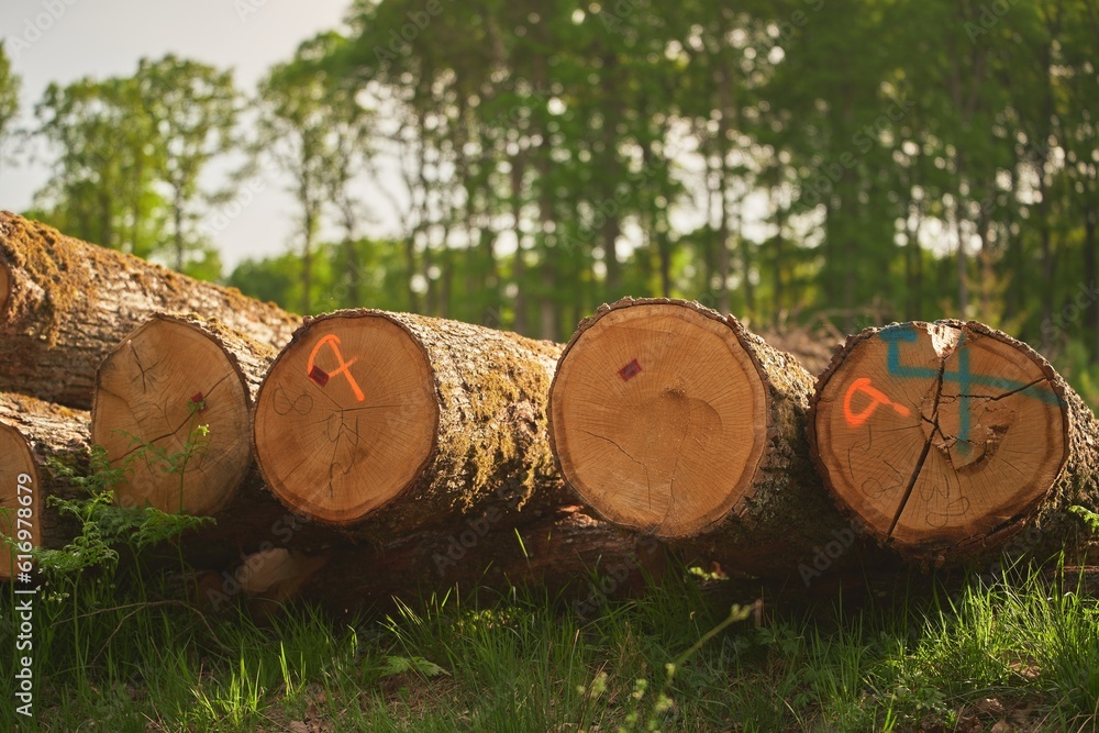 Deforestation is a threat to the environment and sustainability. The ...