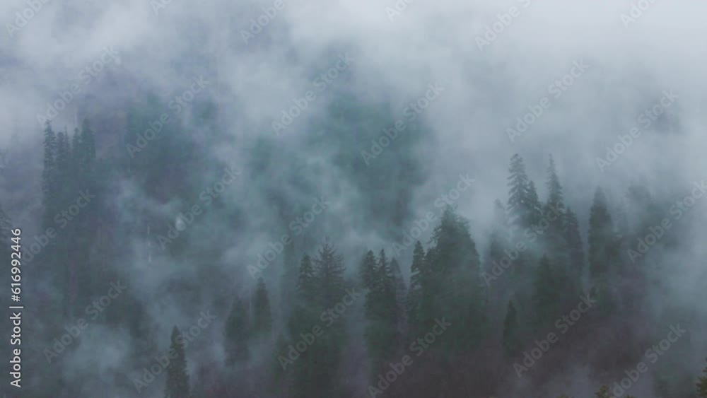 mist-fog among the trees - raining day in the forest in Himachal ...