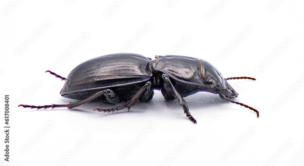Moderately sulcate warrior beetle - Pasimachus subsulcatus - a species ...