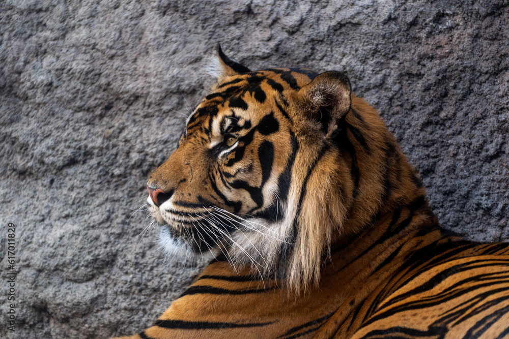 Roaming Free Breathtaking Footage of Zoo Animals in their Natural ...