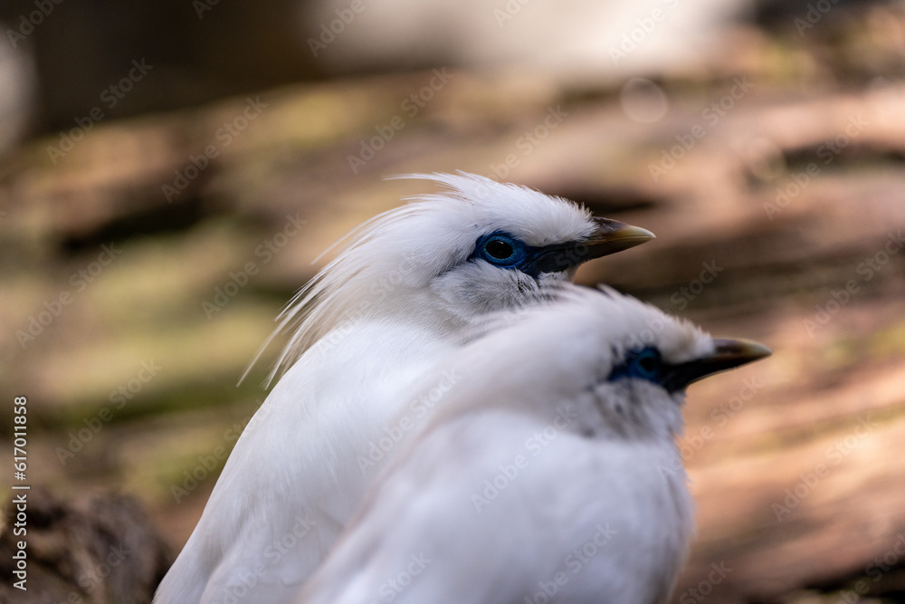 Zoo Magic Spellbinding Visuals of Zoo Animals' Behaviors and ...