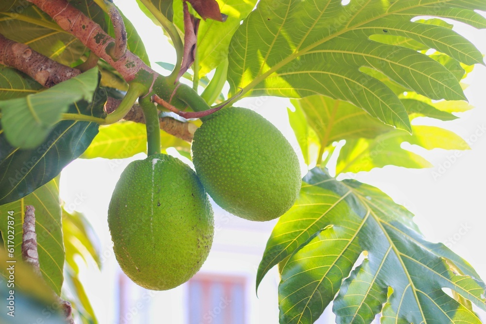 Breadfruit (Artocarpus altilis) is the name of a type of fruiting tree ...