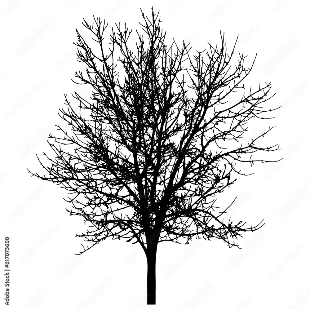 Bare tree silhouette. Beautiful leafless tree. Vector illustration ...