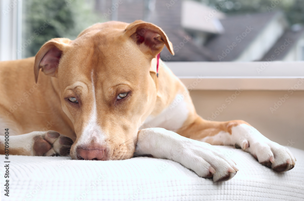 Sad dog with head on paws lying on sofa. Large puppy dog with longing ...