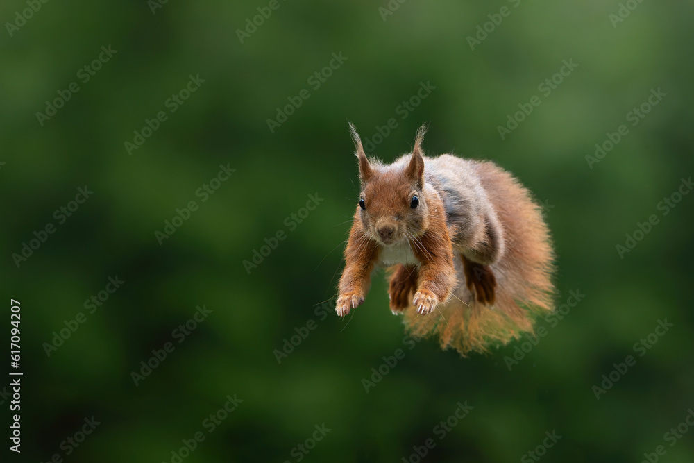 Eurasian red squirrel (Sciurus vulgaris) jumping in the forest of Noord ...