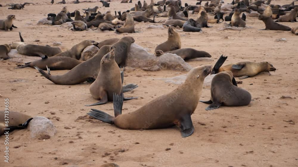 Colony of Seals in the Cape Cross Nature Reserve in the Skeleton Coast ...