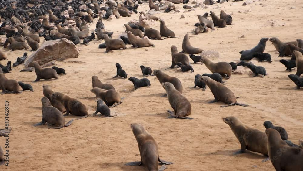 Colony of Seals running away in slow motion in the Cape Cross Nature ...