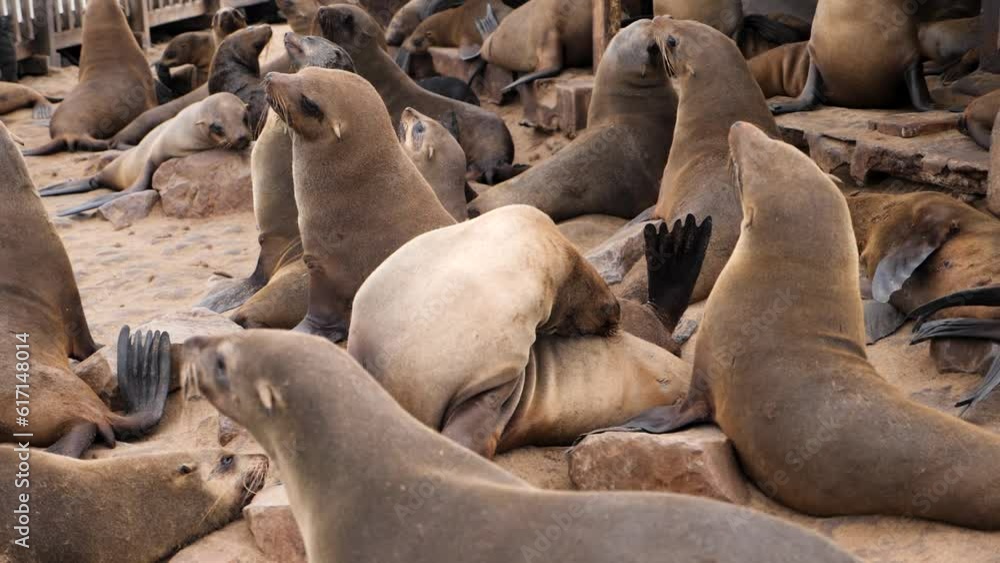 Colony of Seals in the Cape Cross Nature Reserve in the Skeleton Coast ...