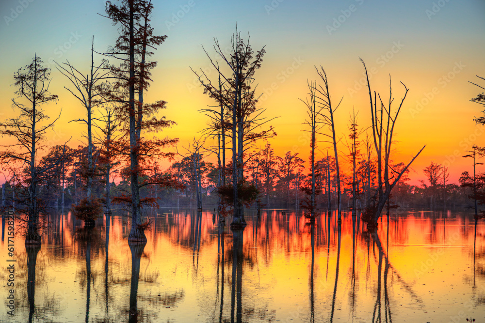 Cypress Trees on the Horizon. A sting of cypress trees of various sizes ...
