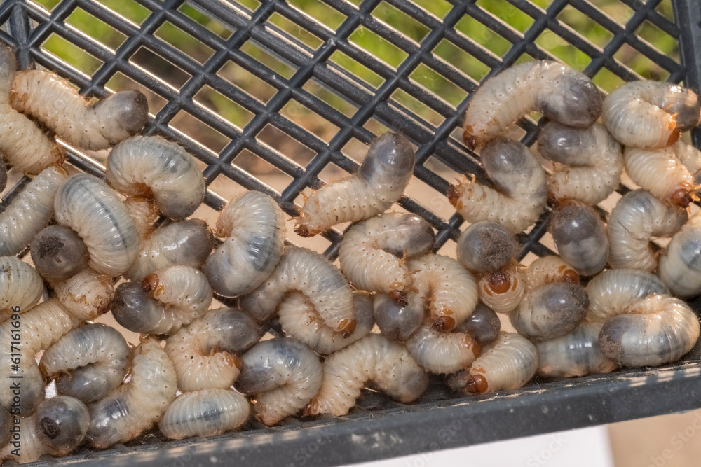 Larvae garden pests. Close up of white grubs burrowing into the soil ...