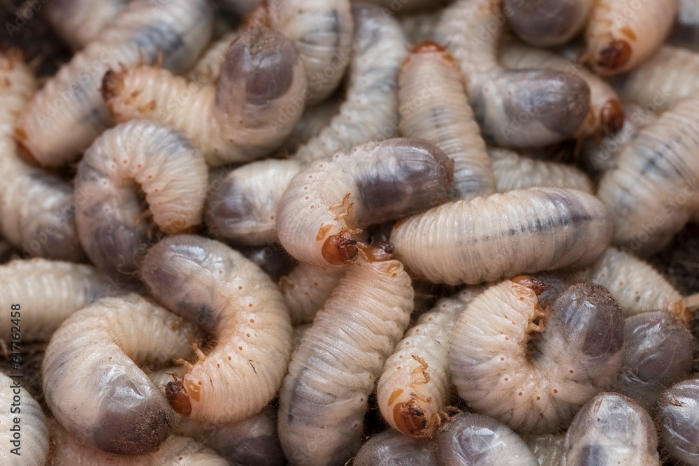 Foto de Larvae garden pests. Close up of white grubs burrowing into the ...