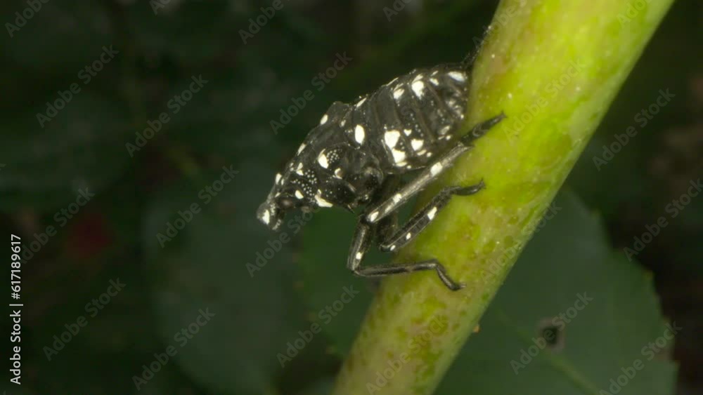 Macro close up of a nymph spotted lanternfly an invasive species of ...