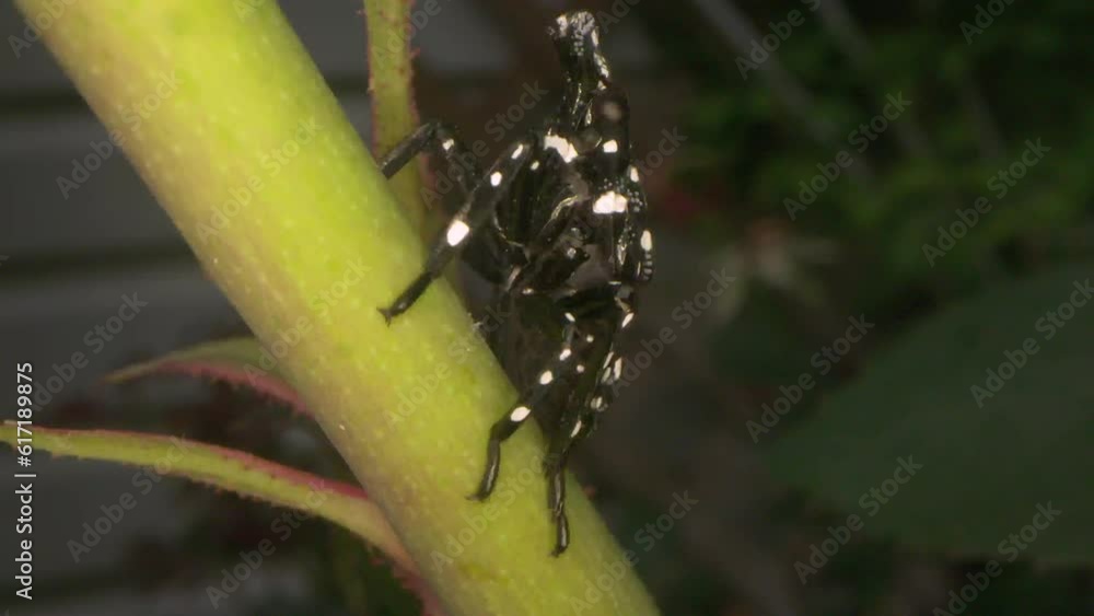 a leaf hopping nymph of the spotted lantern fly, an invasive insect ...