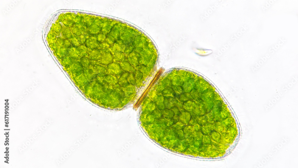 Freshwater green algae or phytoplankton, Pleurotaenium ovatum. Live ...
