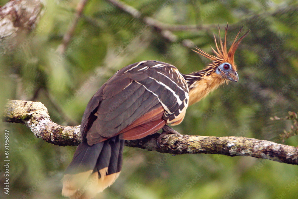 Hoatzin (Opisthocomus hoazin) perched in a tree in the Cuyabeno ...