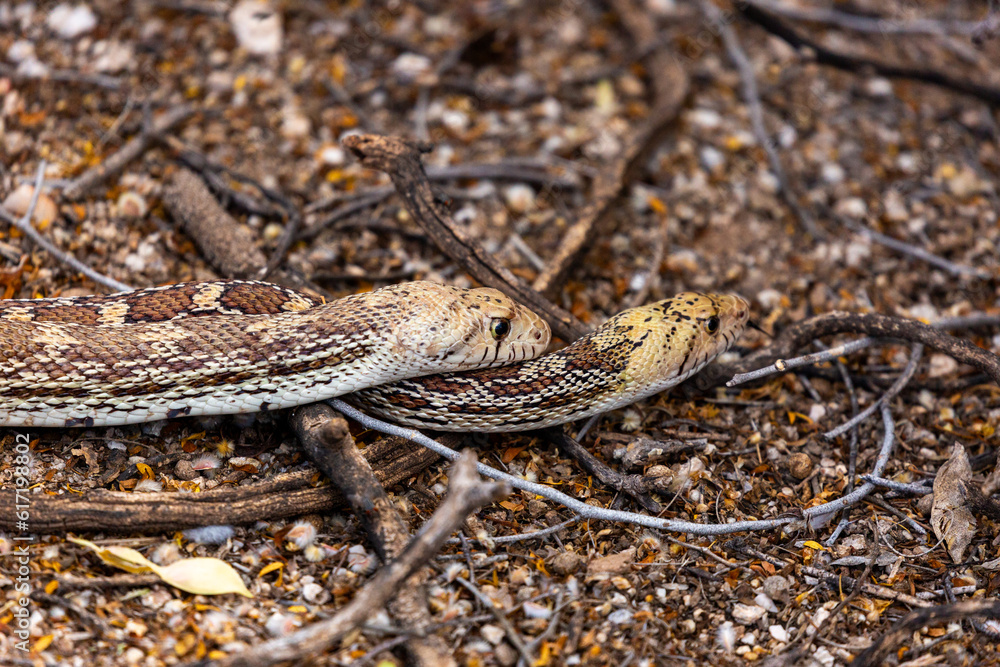 Poster Male and female Sonoran gopher snakes, Pituophis catenifer ...