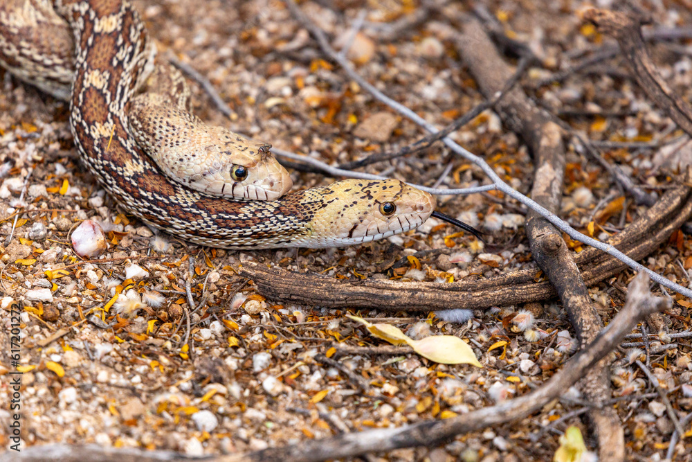 Male and female Sonoran gopher snakes, Pituophis catenifer affinis ...