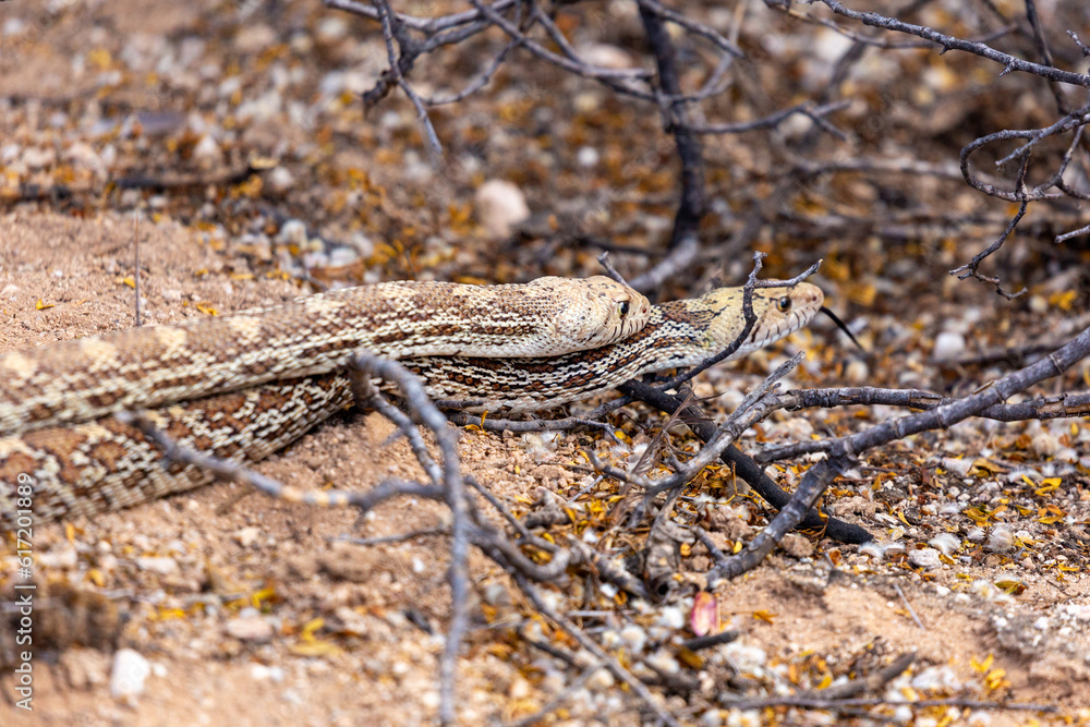 Male and female Sonoran gopher snakes, Pituophis catenifer affinis ...