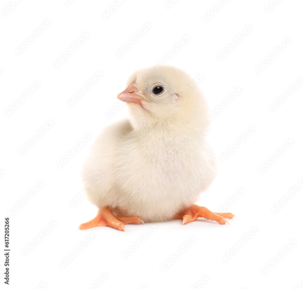Baby Chicken White Background
