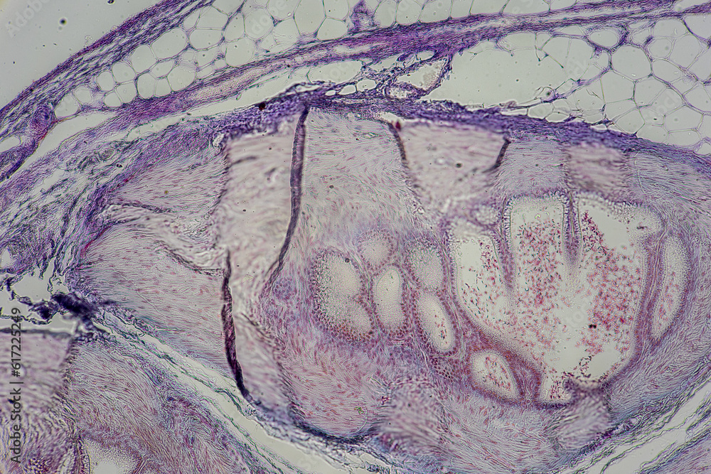The study of tissue samples of Trachea of Cat, Epididymis, Prostate ...