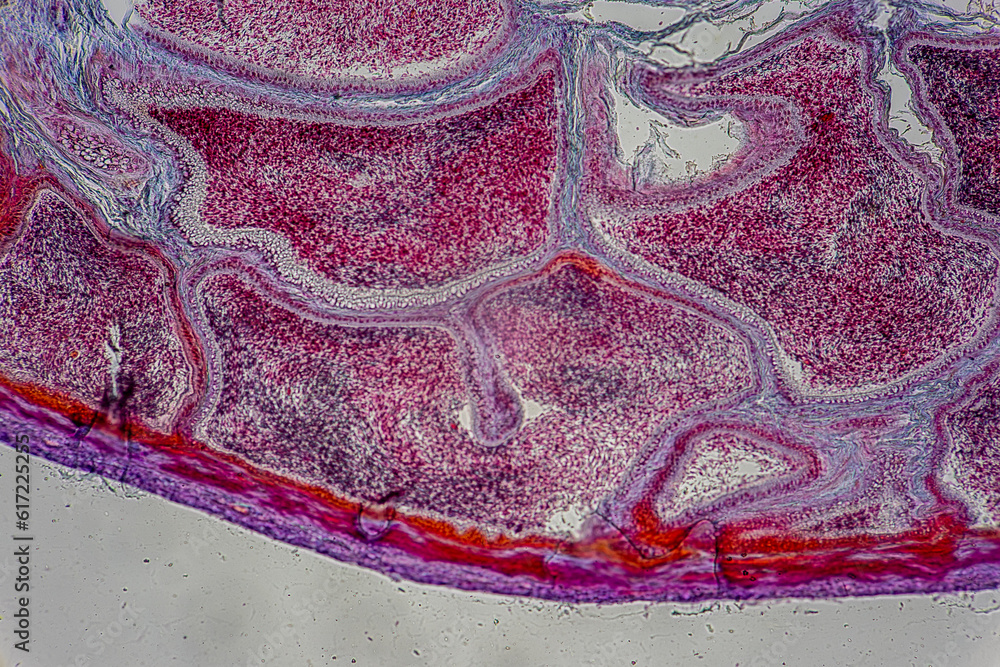 The study of tissue samples of Trachea of Cat, Epididymis, Prostate ...
