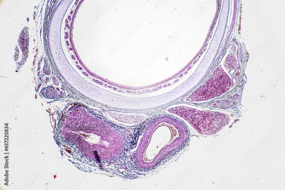 The study of tissue samples of Trachea of Cat, Epididymis, Prostate ...
