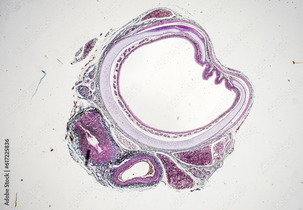 The study of tissue samples of Trachea of Cat, Epididymis, Prostate ...