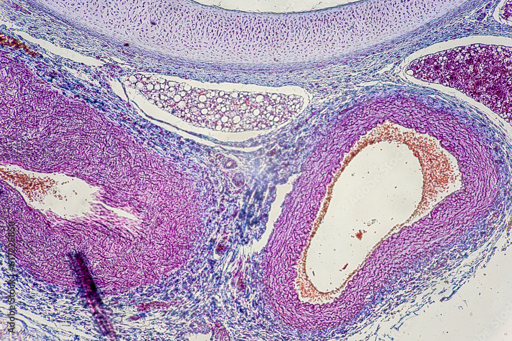 The study of tissue samples of Trachea of Cat, Epididymis, Prostate ...