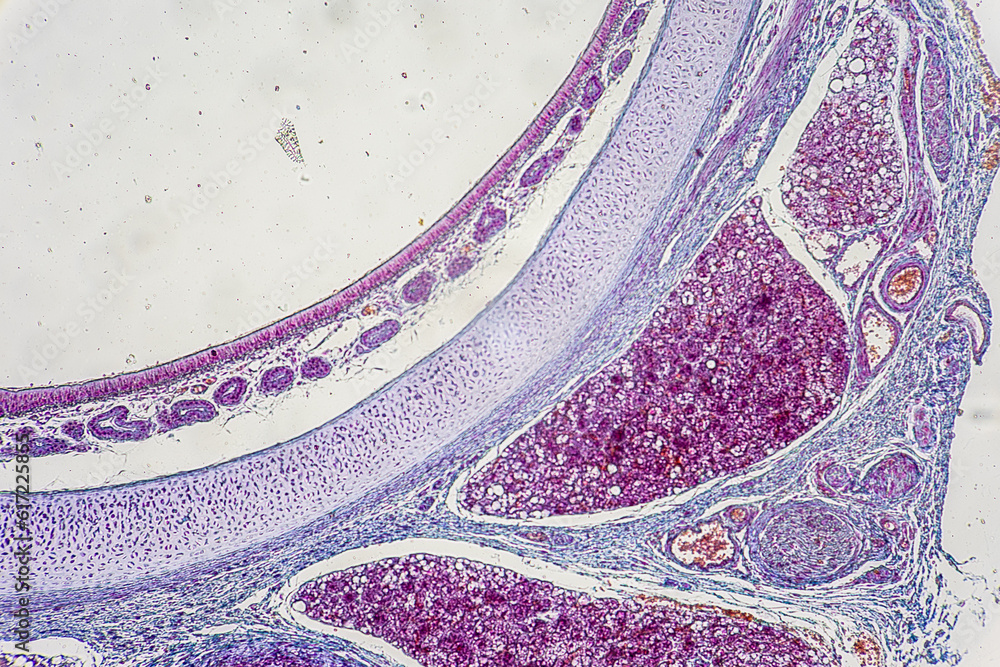 The study of tissue samples of Trachea of Cat, Epididymis, Prostate ...