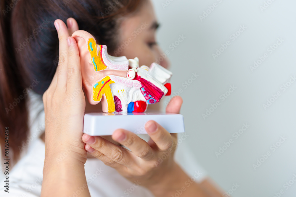 Woman holding human Ear anatomy model. Ear disease, Atresia, Otitis ...