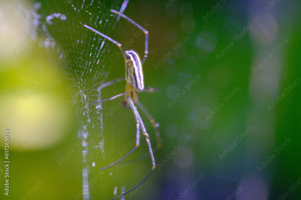 Wild Spider, Animal closeup, Golden orb-web spider (Nephila pilipes ...