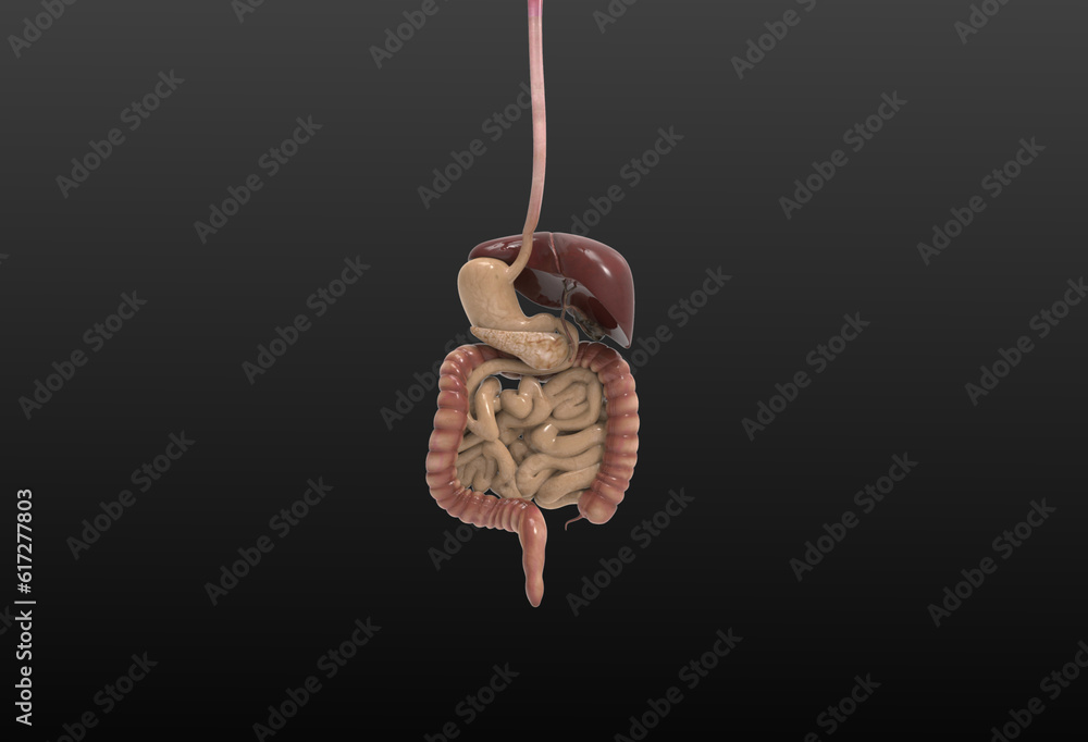 Human Digestive System back side 3d Stock Illustration | Adobe Stock