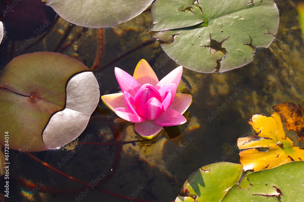 The lotus flower growing in the lake.Nymphaea.Nymphaea is a genus of ...