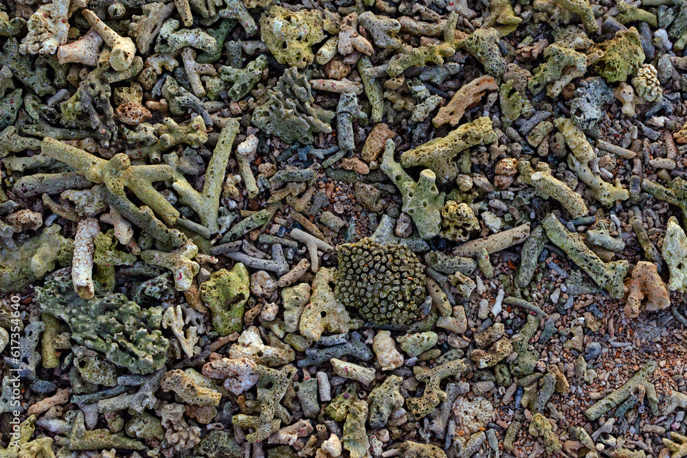 Dead coral fragments lying on a beach, coral reefs on the beach, Beach ...