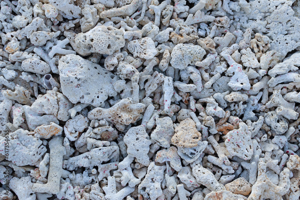 Dead coral fragments lying on a beach, coral reefs on the beach, Beach ...