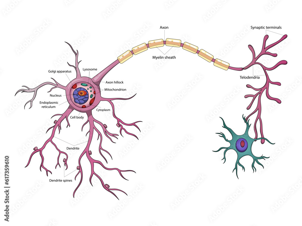 Neuron structure brain cell diagram schematic vector illustration ... Neuron structure brain cell diagram schematic vector illustration ...