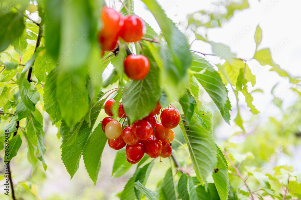 Bright Red Cherries