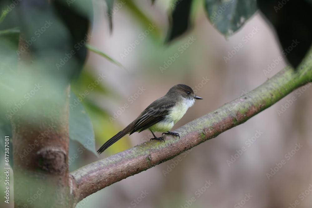 Sad Flycatcher (Myiarchus barbirostris),one of Jamaican endemic species ...