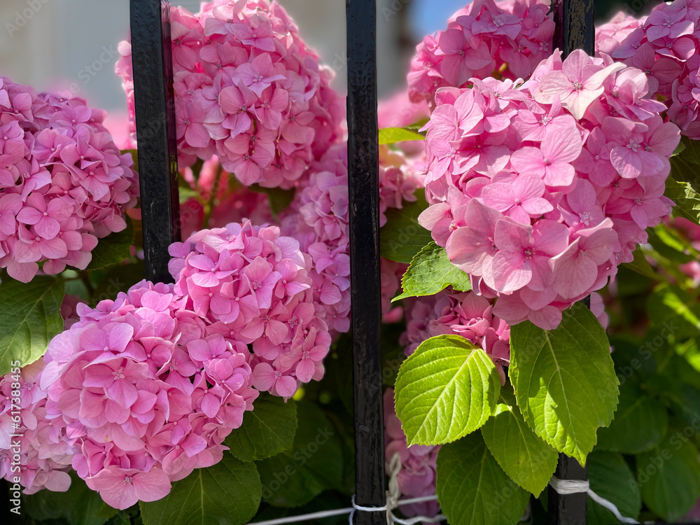 Pink flowers of Hydrangea macrophylla, closeup. Beautiful ball-shaped ...