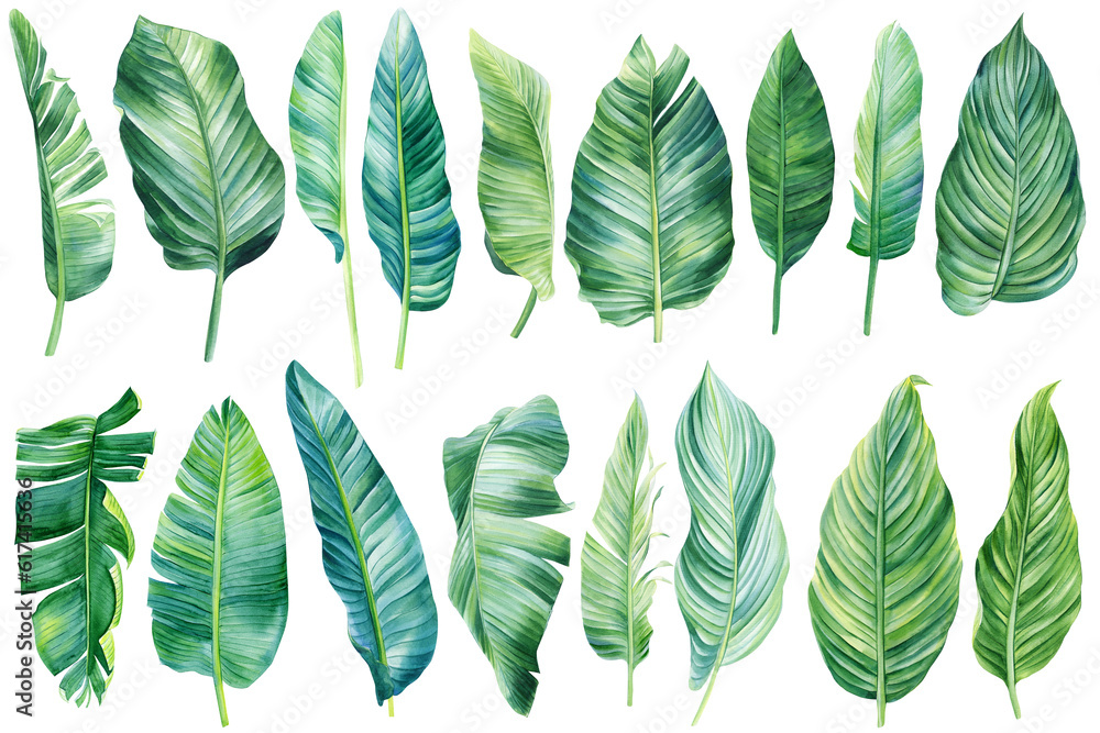Watercolor Palm leaves, summer set on isolated white background ...