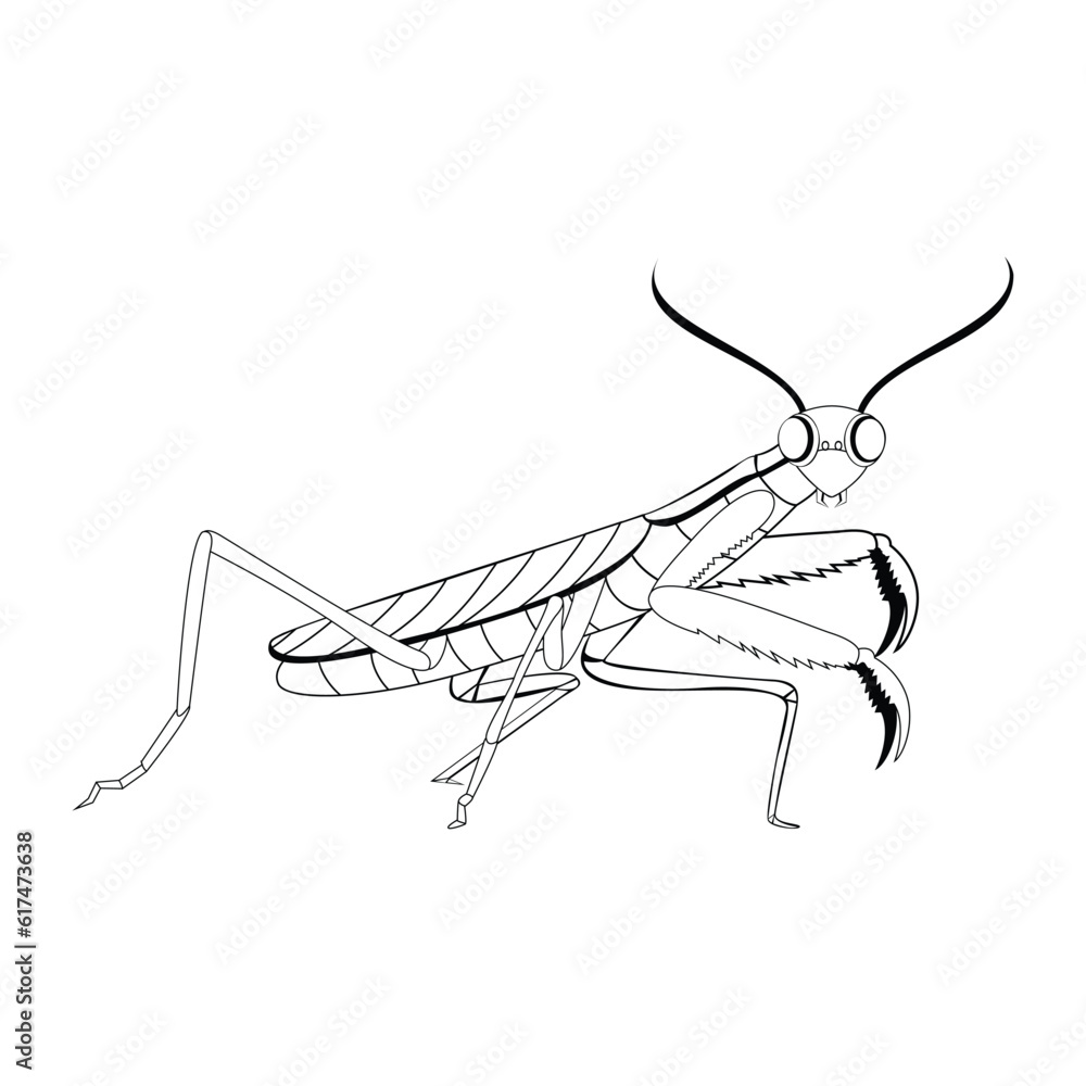 Vector Cartoon praying mantis Character isolated illustration Stock ...