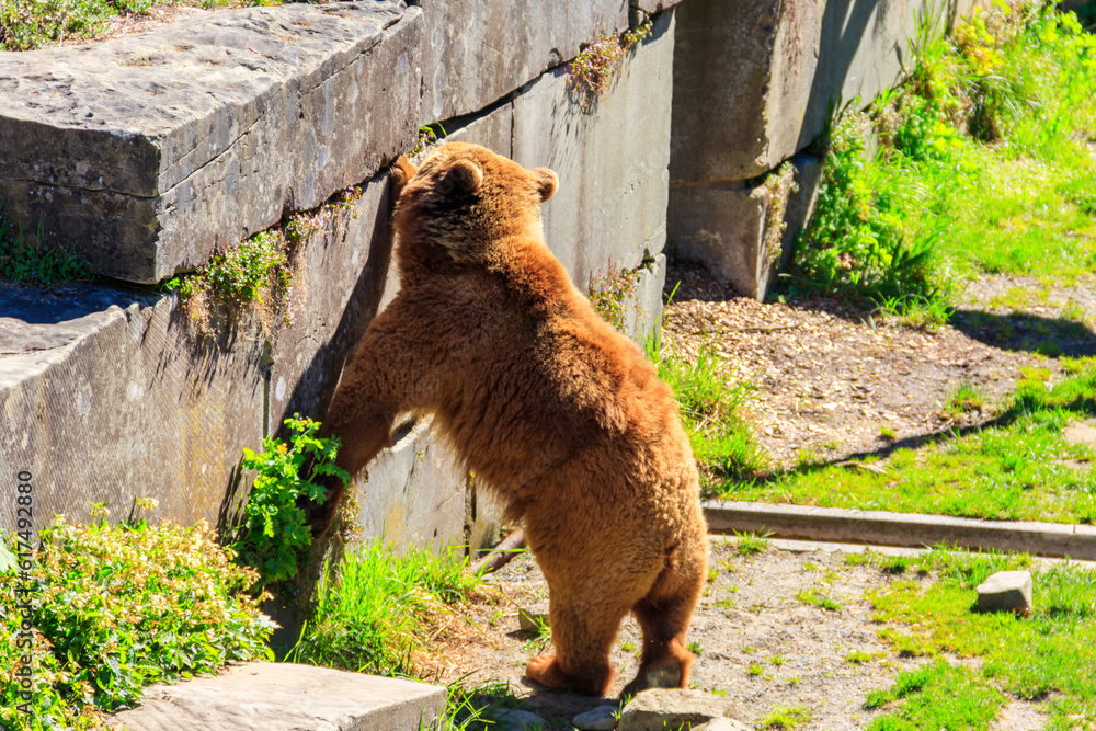 Bear in Bear Pit in Bern, Switzerland. Bear is a symbol of Bern city ...