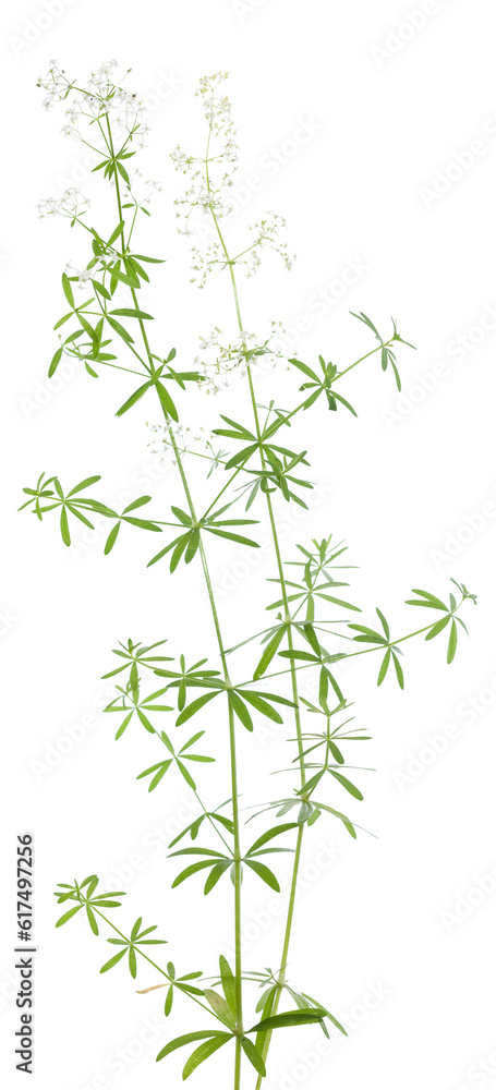 Poster white inflorescence(Galium mollugo) on white background – Wall ...