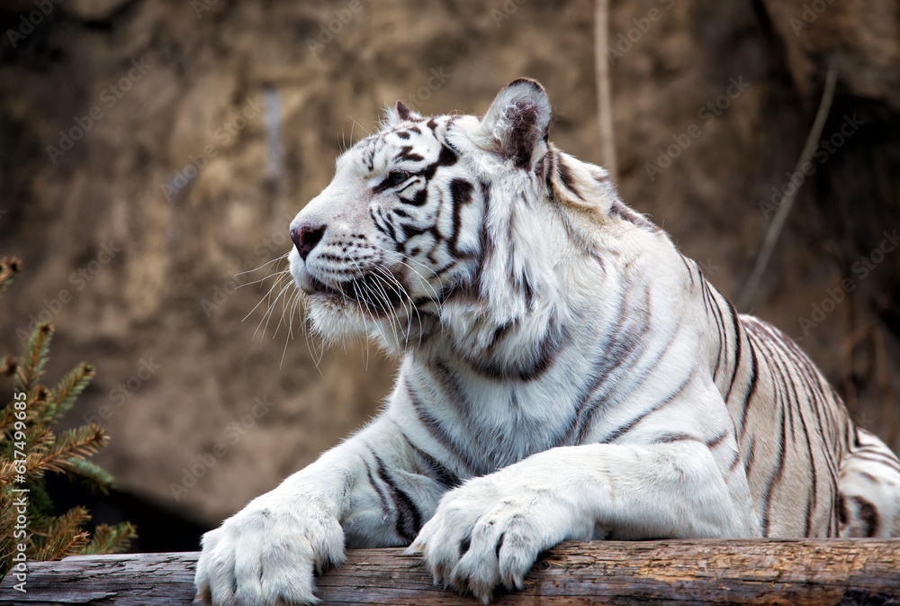 Bengal Tiger - a rare subspecies, is included in the IUCN Red List ...