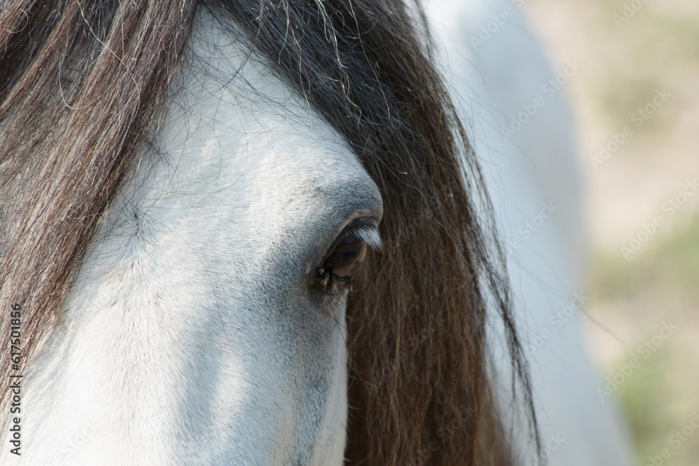 Primer plano de media cara de un caballo blanco con el crin dejandole ...