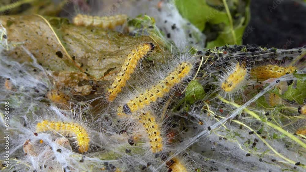 Weaving trees with cobwebs by larvae. Caterpillars of American white ...